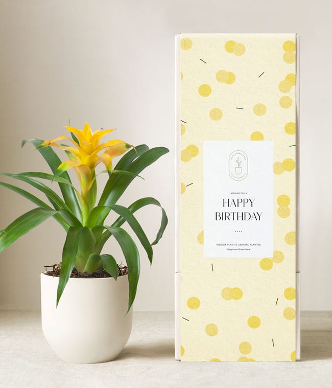 Plant Delivery | Plant Gifts | Send Plants 6