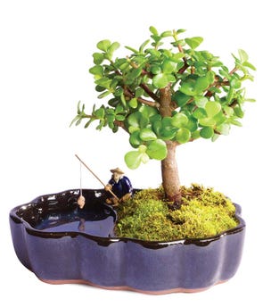 Bonsai Plant and Bonsai Tree Delivery - FromYouFlowers