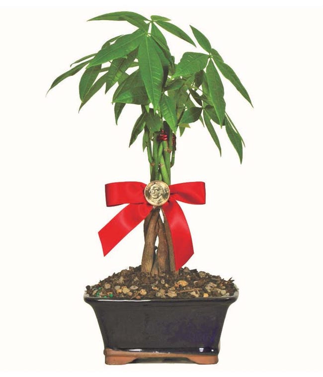 Plant Delivery | Plant Gifts | Send Plants 4