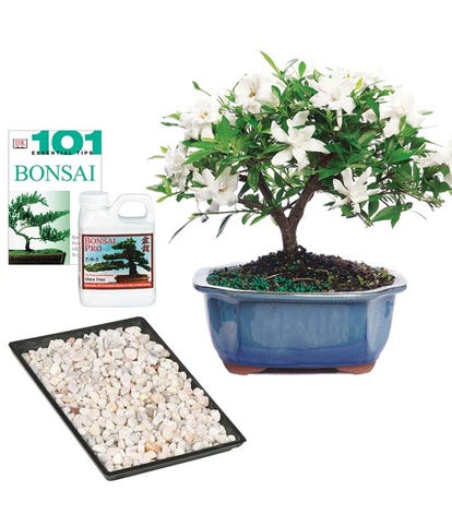 Bonsai Plant and Bonsai Tree Delivery - FromYouFlowers