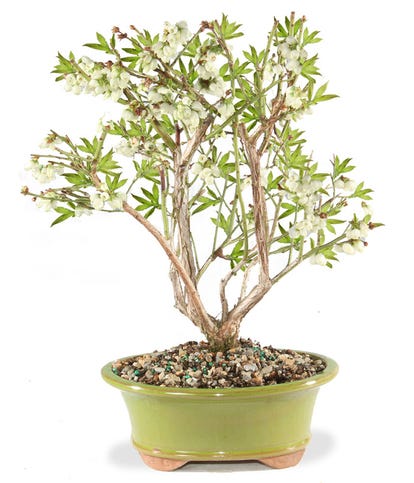 Plant Delivery | Plant Gifts | Send Plants 4