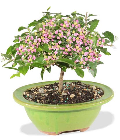 Pretty Pink Potted Rose Plant at From You Flowers