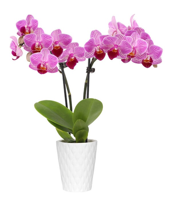 Valentine's Day Orchids - FromYouFlowers