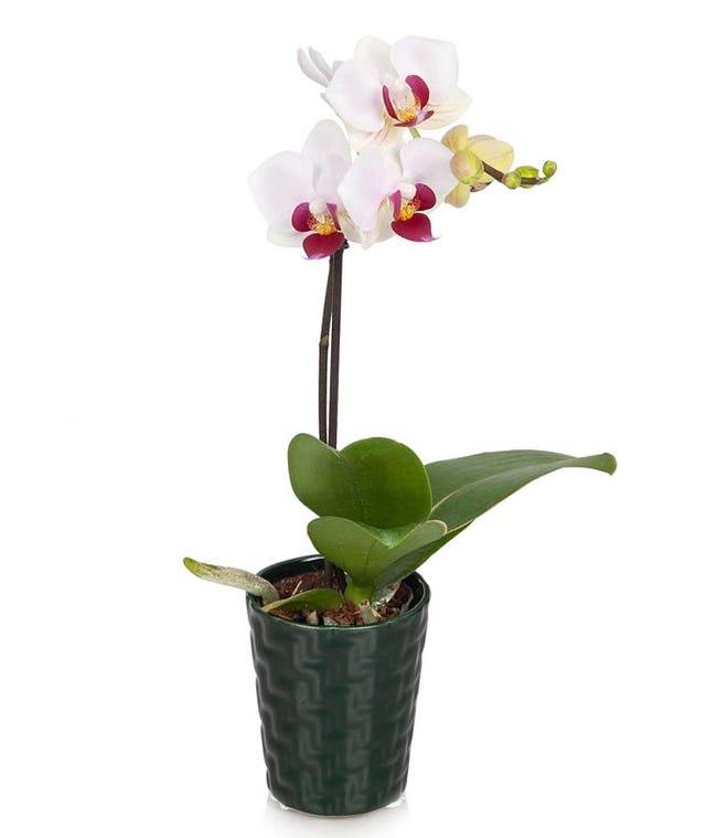 Dendrobium Orchids | Dendrobium Plants | FromYouFlowers