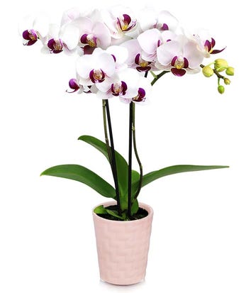 Pink Orchid | From You Flowers