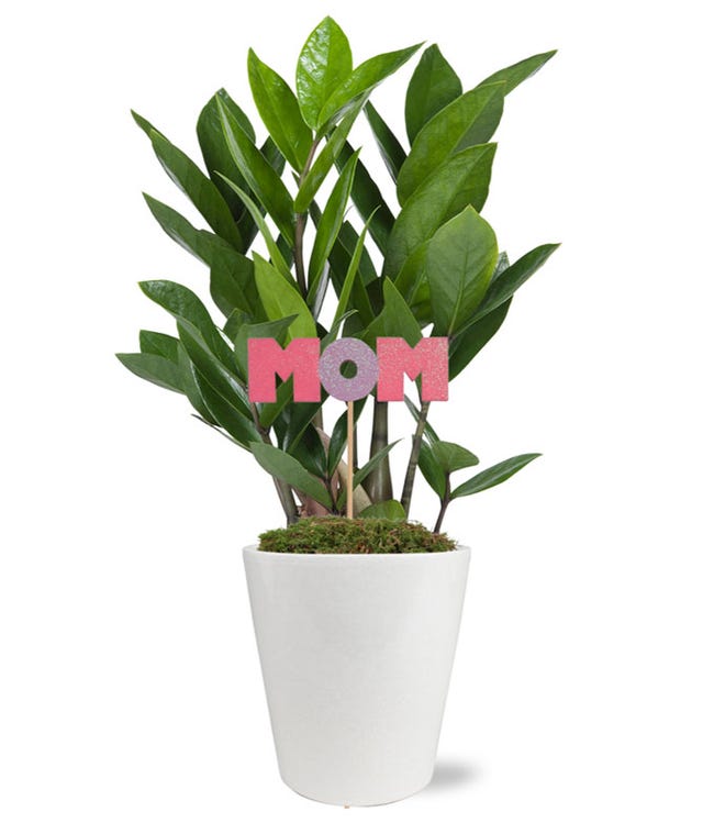 Mother's Day Plants for Delivery - FromYouFlowers