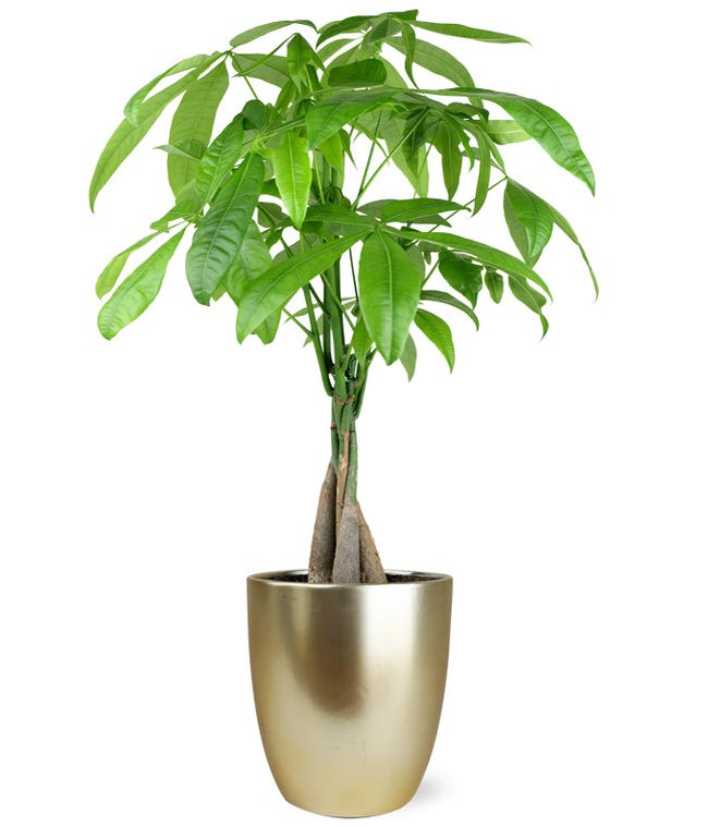Money Tree Delivery - Braided Money Tree Plant