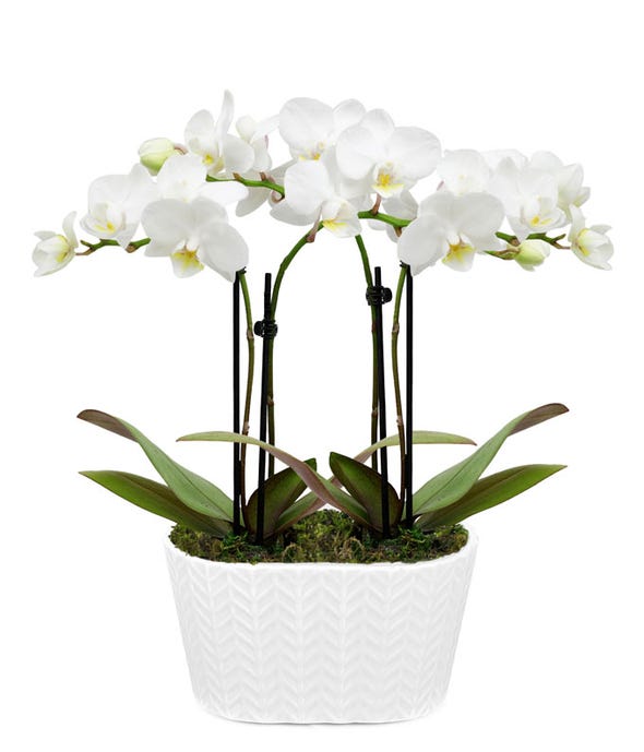 Orchids | Orchid Delivery | FromYouFlowers