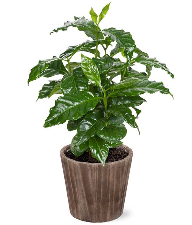 Potted Plants | Potted Plant Delivery 2