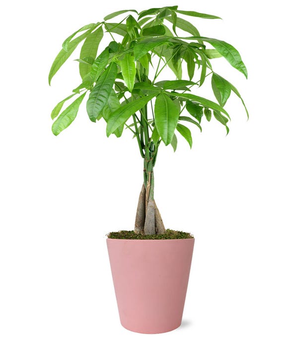 Money Tree Delivery - Braided Money Tree Plant