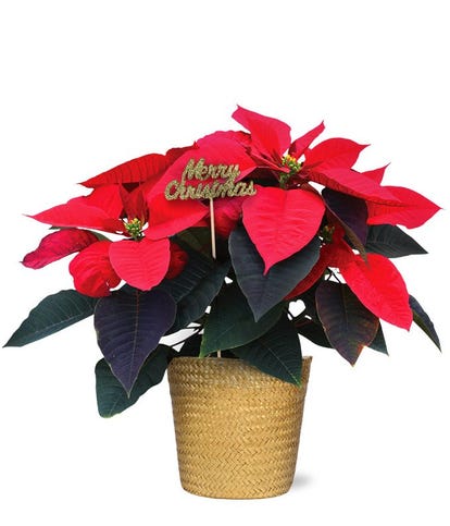 Christmas Poinsettia Delivery - FromYouFlowers