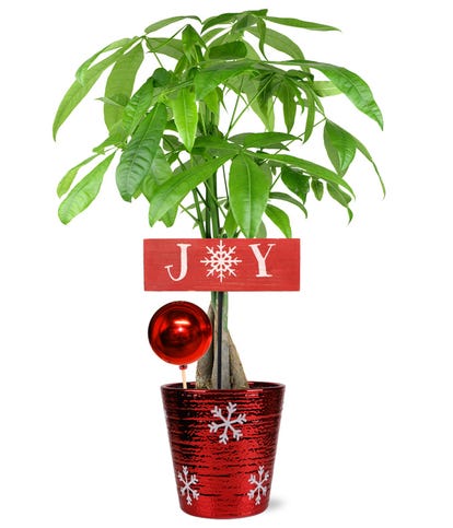 Money Tree Delivery - Braided Money Tree Plant