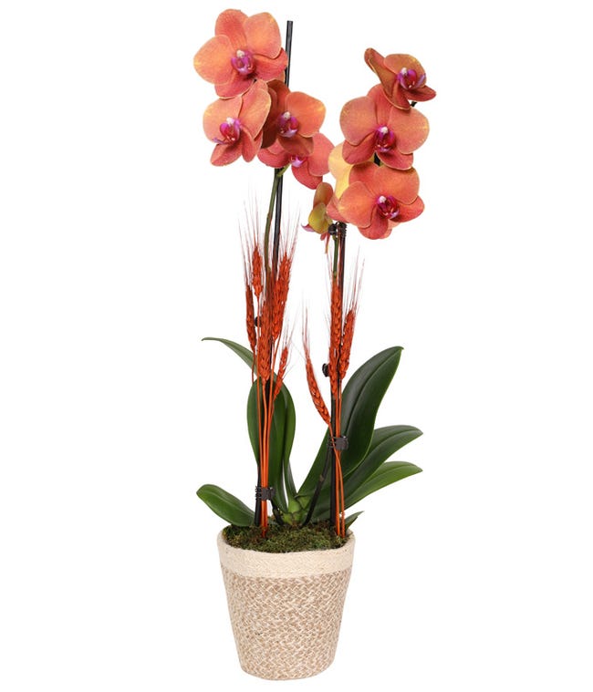 Orchids | Orchid Delivery | FromYouFlowers