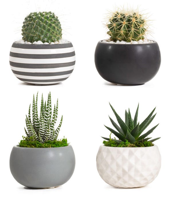 Plant Delivery | Plant Gifts | Send Plants 2