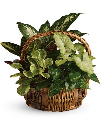 Send Plants for Delivery - Show You Care with a Living Gift
