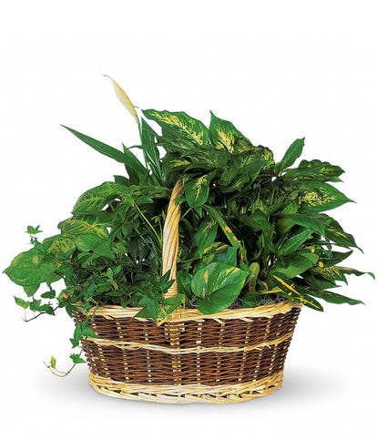 Page 2 - Send Plants for Delivery - Show You Care with a Living Gift