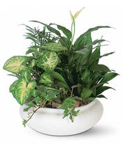 Send Plants for Delivery - Show You Care with a Living Gift