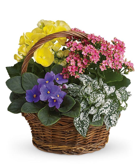 Funeral Plant | Sympathy Plants