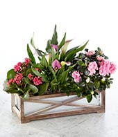 Flowering Plants for Delivery | From You Flowers
