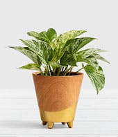 Funeral Plant | Sympathy Plants