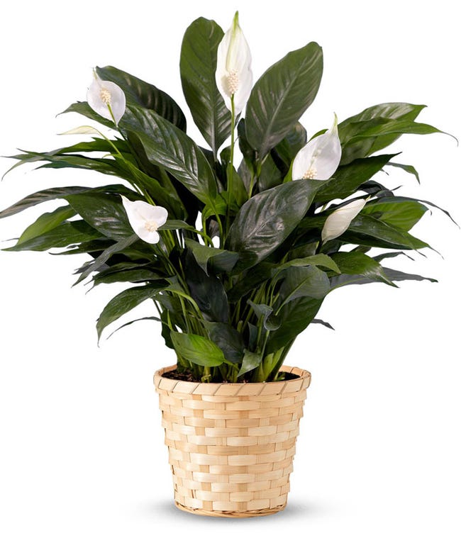 Funeral Plant | Sympathy Plants