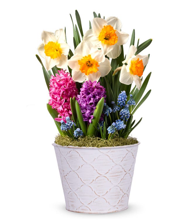 Flowering Plant Delivery - From You Flowers
