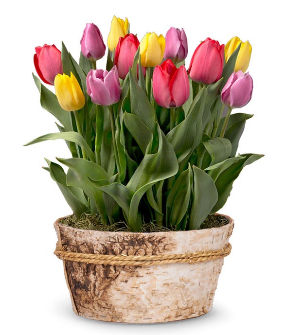 Tulip Bouquets for Delivery - Perfect for Birthday Gifts